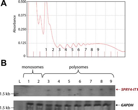 Spry4 It1 Accumulates In Polysomes And Is Absent From Monosomes A