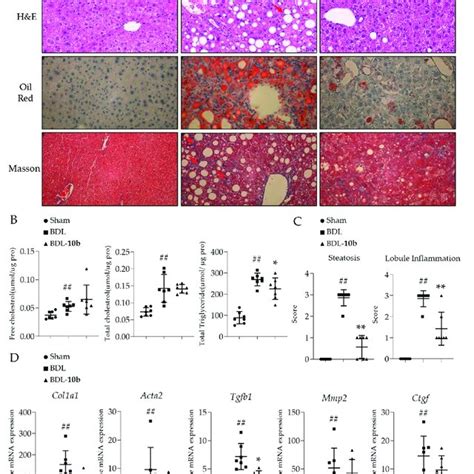 Compound 10b Attenuated Cdahfd Induced Nash In Mice A Liver Download Scientific Diagram