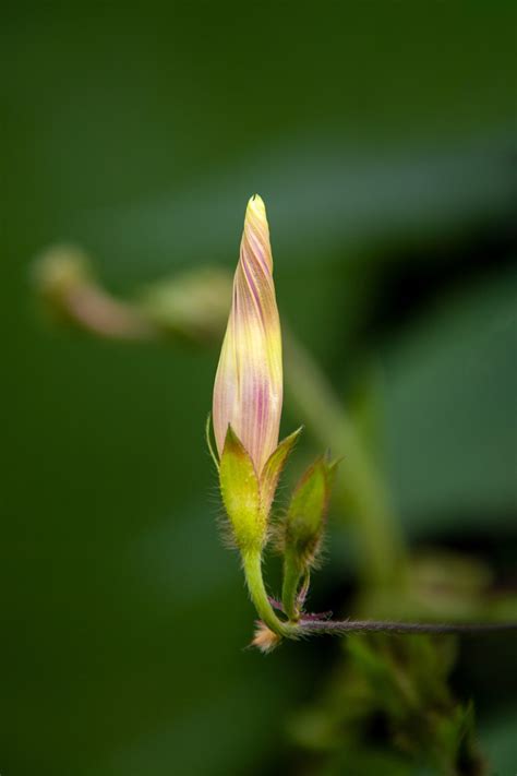 Bud Flower Plant Free Photo On Pixabay Pixabay