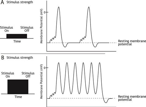 Action Potentials Introduction To Neuroscience