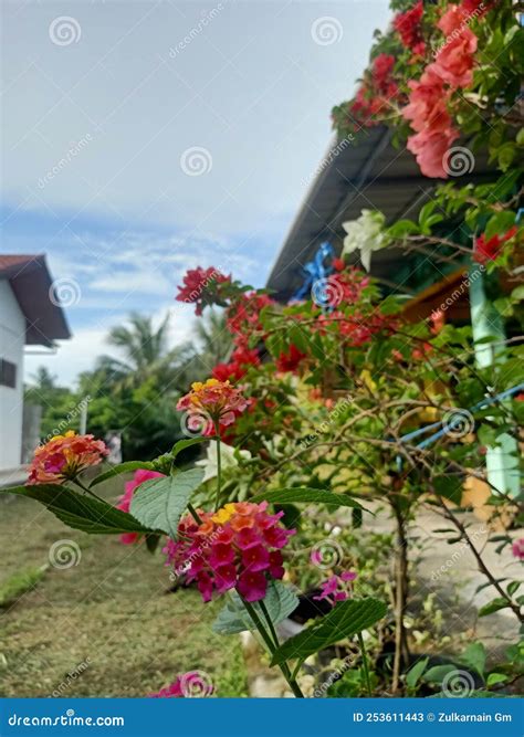 Lantana Red Dragon Or Bunga Tahi Ayam Stock Image Image Of Botany