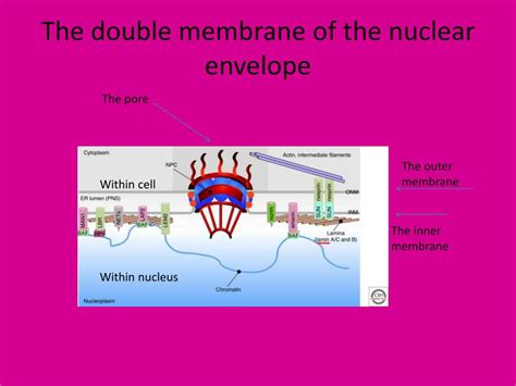 Ppt The Endomembrane System Powerpoint Presentation Free Download