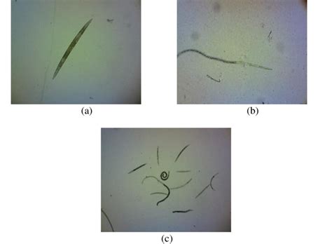 Sample Of Nematodes Dataset A Sample Of Non Parasitic Nematode B