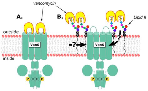 Vancomycin Resistant Enterococcus