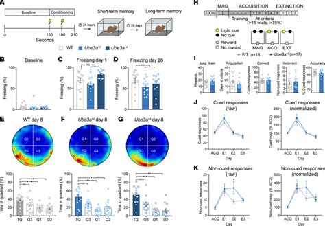 Ube3a Oe Mice Show No Deficits In Cognitive Performance A Schematic