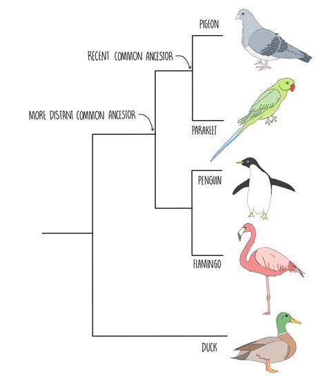 natural selection classification and biodiversity aqa — the science hive