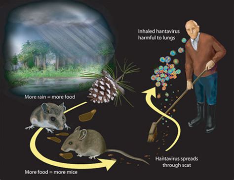 What Is Hantavirus Causes Symptoms And Treatment Zeromin0
