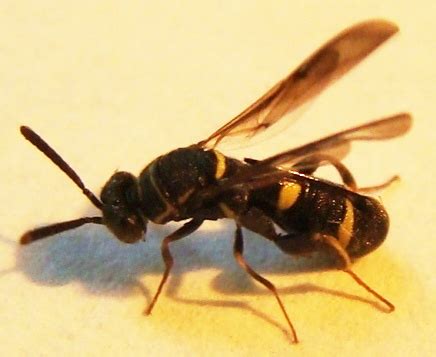Chalcid Wasp Leucospis Affinis Bugguidenet