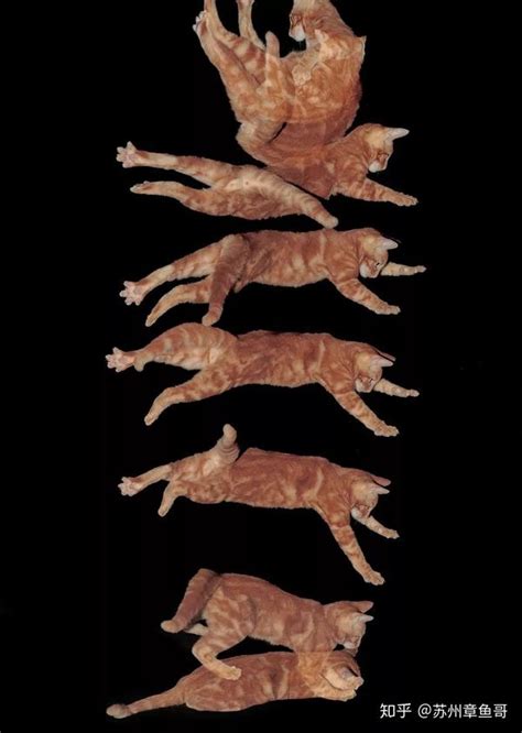 用频闪摄影记录动作过程 知乎