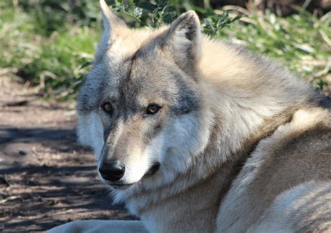 South African Wolf