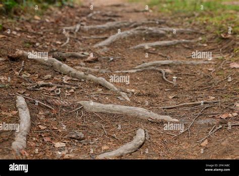 Tree Roots Visible Through Soil In Forest Stock Photo Alamy