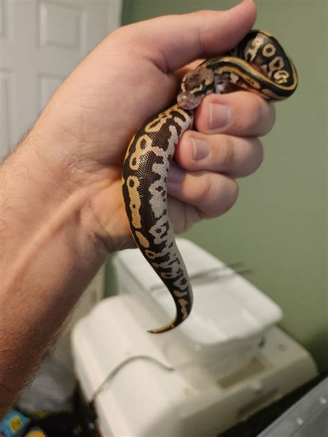 Help Identifying Hatchlings Ball Pythons MorphMarket Reptile Community