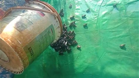 របៀបបំបែកកូនកង្កែប កសិដ្ឋានចិញ្ចឹម កង្កែប សៀមរាប Youtube