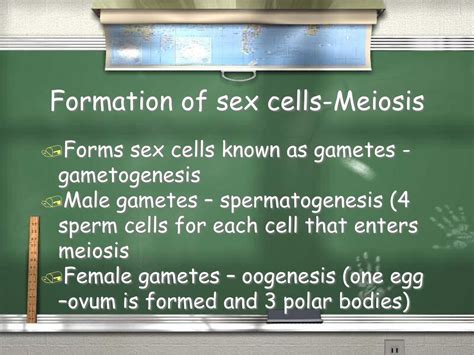 Chapter 10 Chromosomes Mitosis And Meiosis Pgs Ppt Download