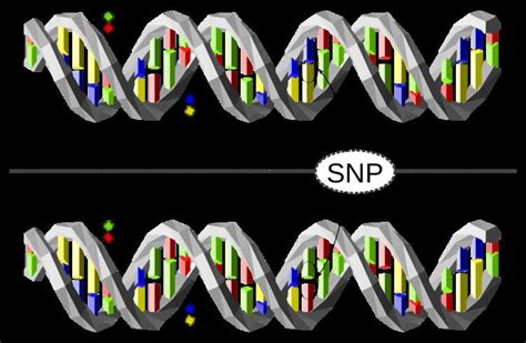 Single Nucleotide Polymorphism Alchetron The Free Social Encyclopedia