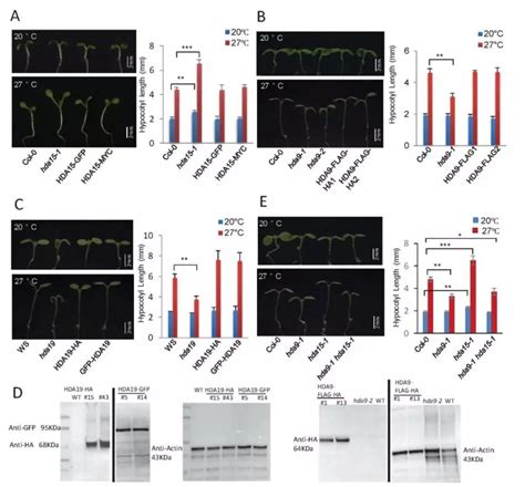Plant Journal 周道绣组揭示组蛋白去乙酰化酶在植物热响应中的功能 Bioart