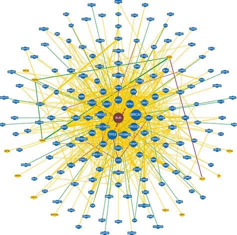 Interactome Analysis Of Blm Protein Generated By Using Biogrid