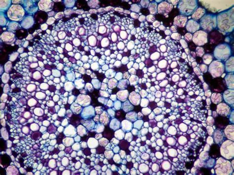 35 Stunning Examples Of Photomicrographs