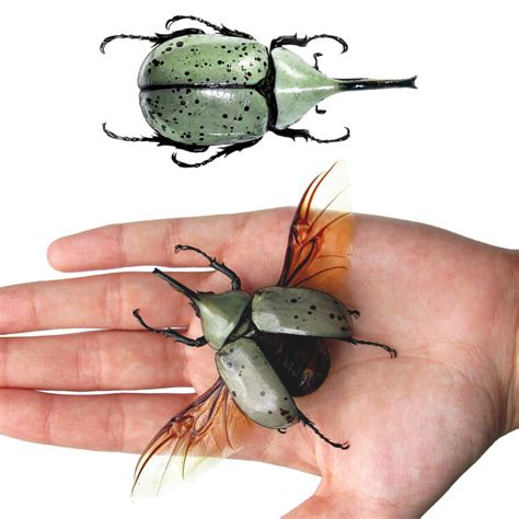 Rhinoceros Beetle Lifting