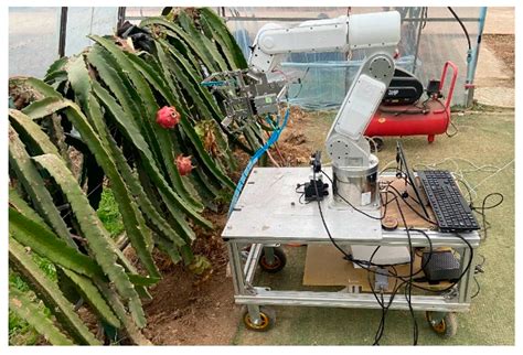 A Dragon Fruit Picking Detection Method Based On Yolov7 And Psp Ellipse