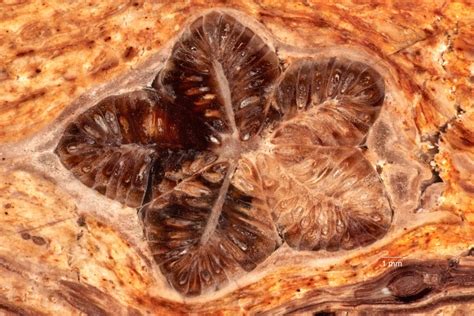 Extraordinary Fossil Discoveries Reveal Plants From 30 Million Years