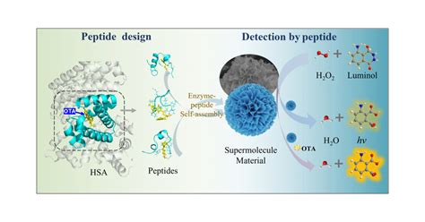 Top Down Computational Design Of Molecule Recognition Peptides Mrps For Enzyme Peptide Self