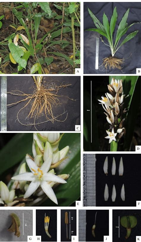 Chlorophytum Assamicum A Habitat B Habit C Rootstock D