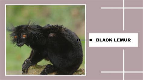 25 Types Of Lemurs Unique Species Identification With Pictures