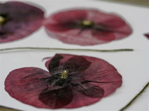 Пресовани Макове Craftica Eu Онлайн магазин