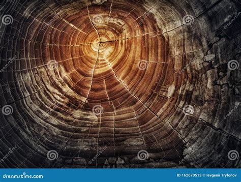 Stump Of Tree Felled Section Of The Oak Trunk With Annual Rings