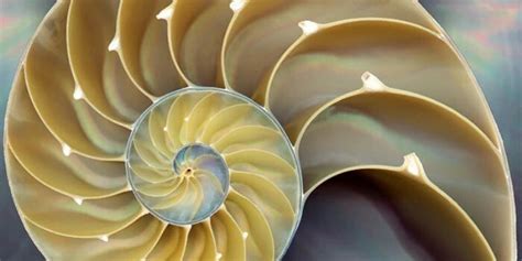 Project Euler Problem 2 Fibonacci Question Dev Community