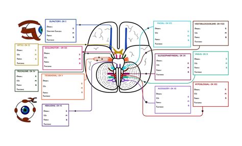 Ninja Nerd Medicine Lectures Notes And Illustrations