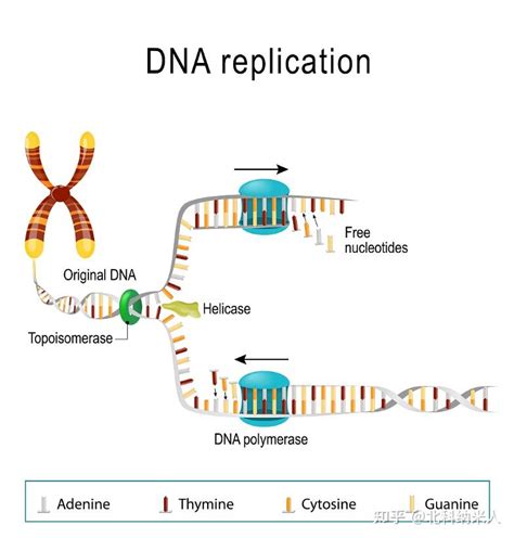 Hkust 1（cubtc）：新型单原子纳米酶通过类酶级联反应实现肿瘤催化治疗 知乎