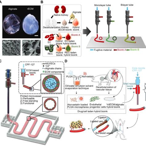 Alginate Is Added To Improve Decm Bioink Printability A Image Of