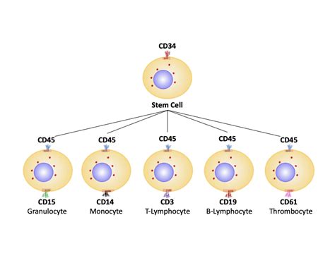 Optimizing Your Immunophenotyping Assay Fluorofinder