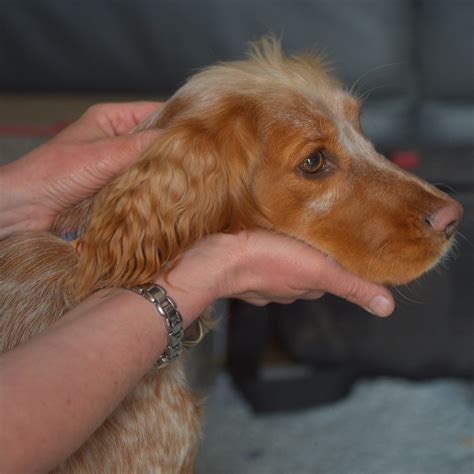 Introduction To Fascia Canine International Association Of Animal