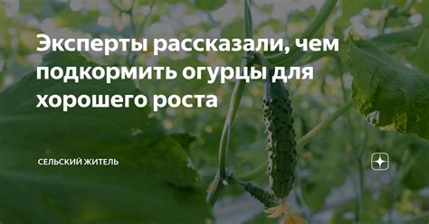 Эксперты рассказали чем подкормить огурцы для хорошего роста Сельский Житель Дзен