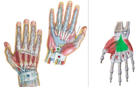 Forearm Connective Tissue Structures Diagram Quizlet