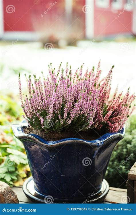 Pink Heather In Rain Stock Image Image Of Droplet Flowering 129739549