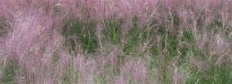 Purple Muhly Grass Native Grass With Purple Color