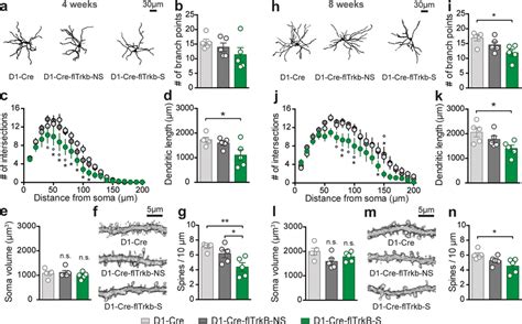 Mice With Stereotypy Display D1 Msn Dendritic Atrophy And Reduced Download Scientific Diagram