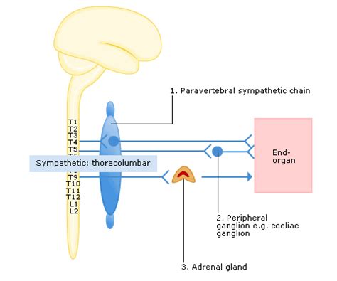 Sns Anatomy