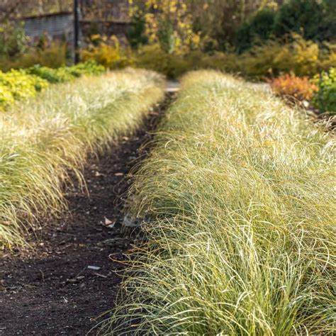 Native California Sedge For Sale Plants Express
