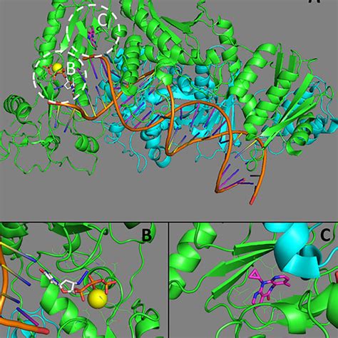 the structure of hiv 1 reverse transcriptase rt a an overall