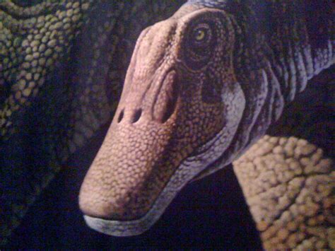 Apatosaurus Louisae North America Worlds Largest Dinosau Flickr