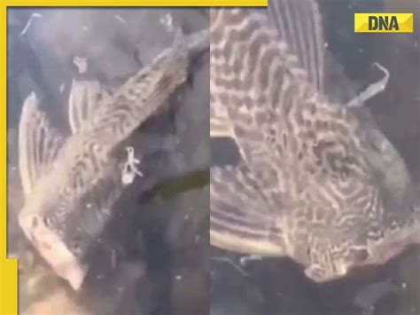 Zombie Fish Headless Fish Casually Swims In Lake In Viral Video