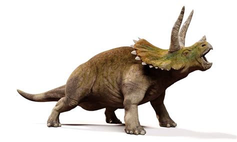 Datos Sobre Los Dinosaurios Y Los Triceratops El Comportamiento De Los