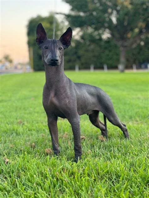 Xoloitzcuintli Xolo Puppies For Sale