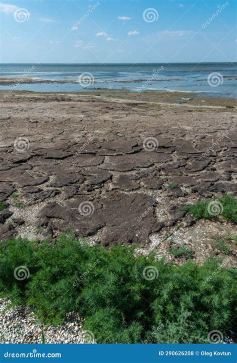 Dried Macrophyte Algae On The Sandy Shore Of The Salty Tuzla Estuary