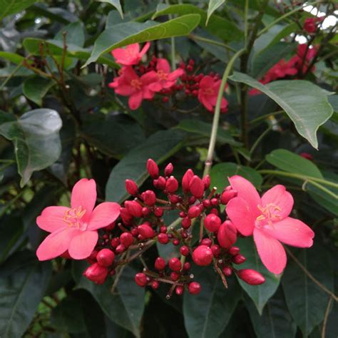 Bunga Bunga Dusun Bambu Oh Cantiknya — Wisata